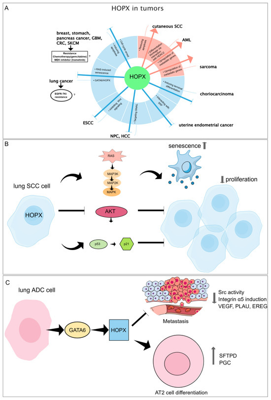 Beyond Tumor Suppression: The Multifaceted Functions of HOPX in Tissue ...