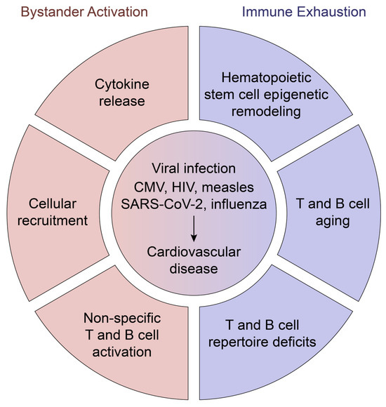 Immune Age, Cardiovascular Disease, and Anti-Viral Immunity