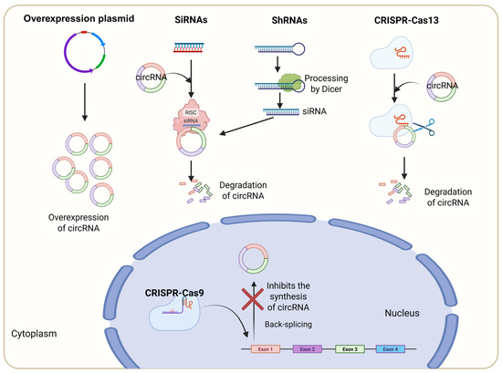 Wet Lab Techniques for the Functional Analysis of Circular RNA