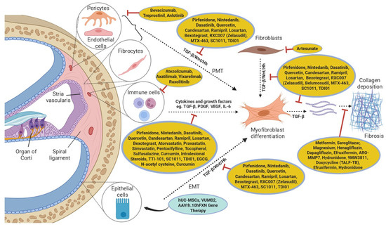 Understanding the Mechanisms Driving Fibrosis Following Cochlear ...