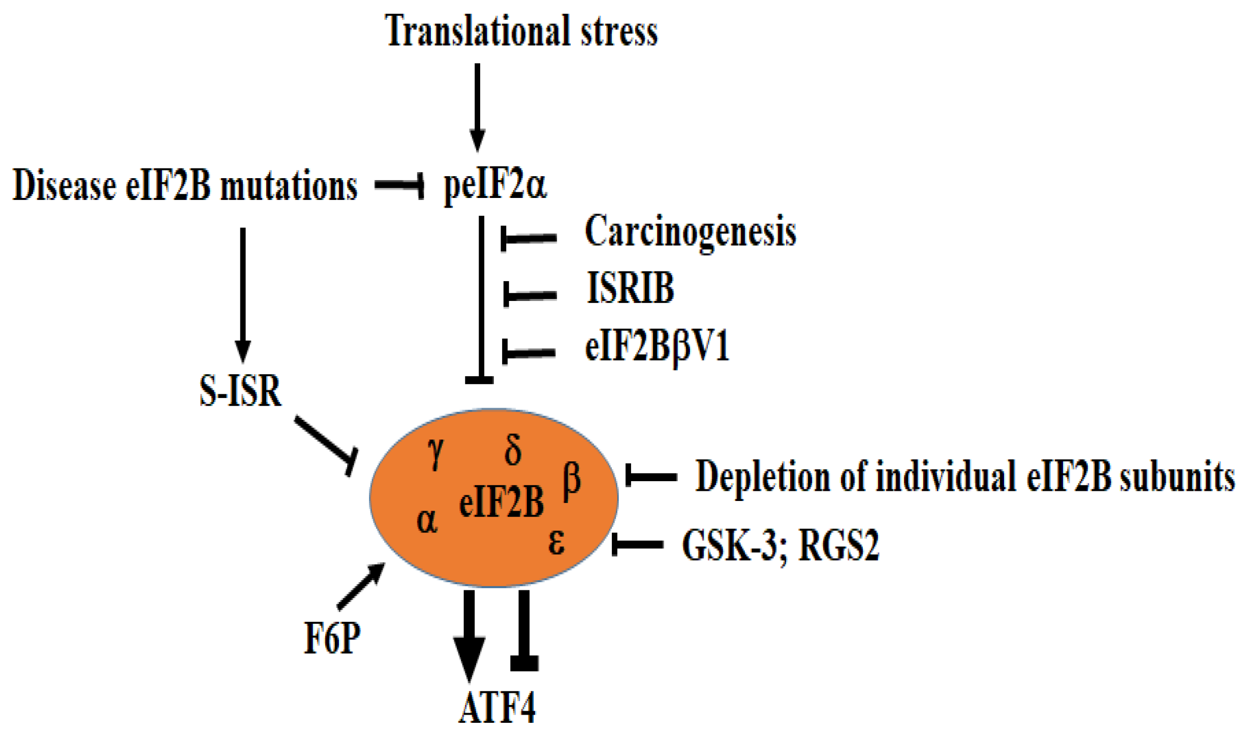 Regulation of Translation of ATF4 mRNA: A Focus on Translation ...