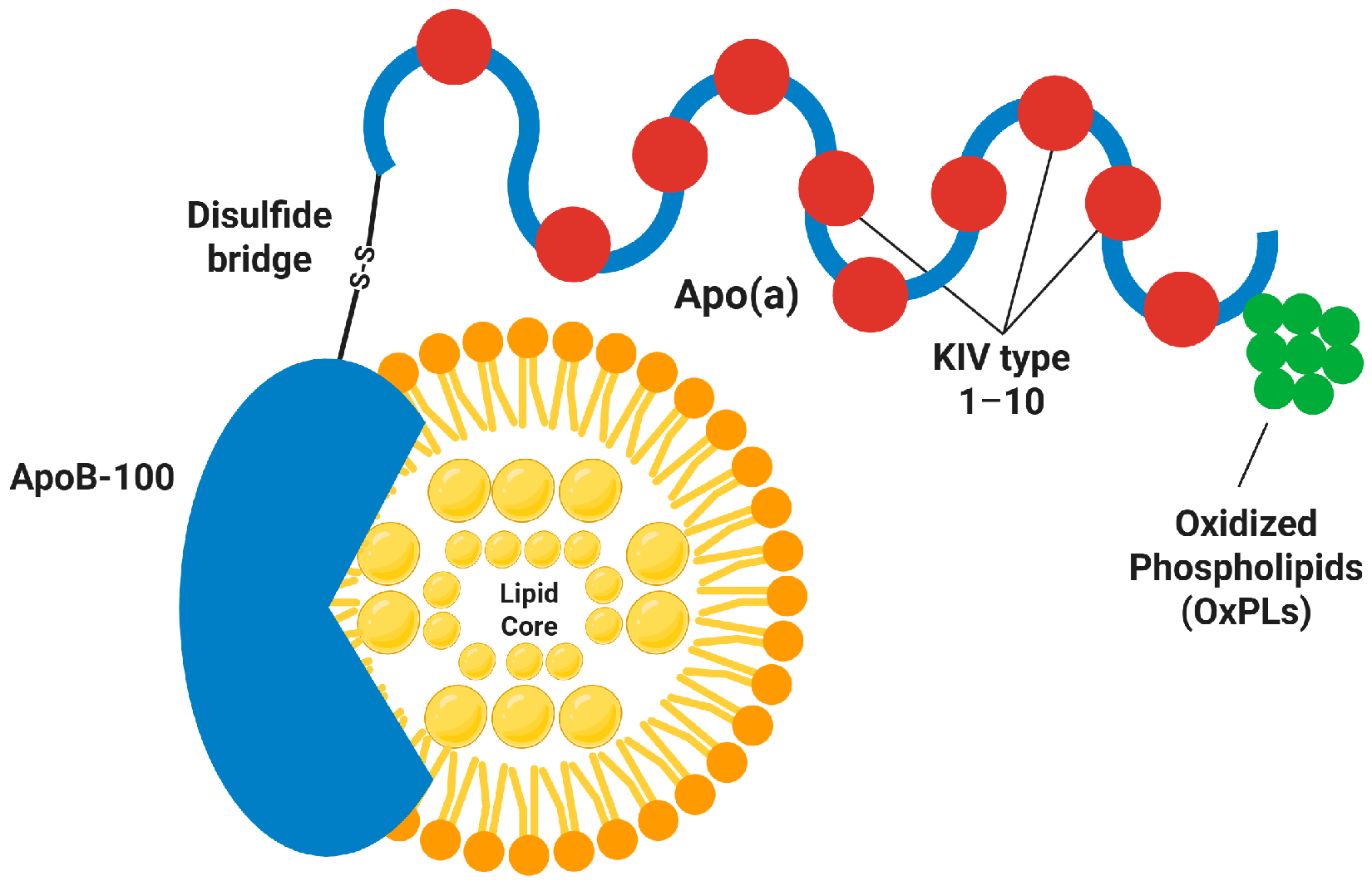 Lipoprotein(a) and Cardiovascular Disease: From Genetic Risk Factor to ...