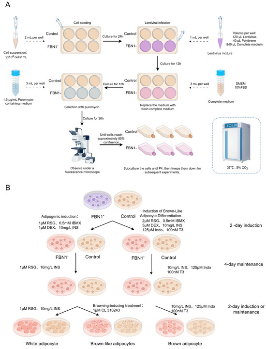 The Asp-Encoding Gene FBN1 Mediates Cold Adaptation in Sunite Sheep by ...