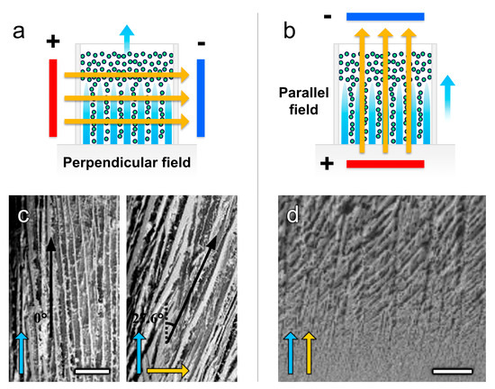 External Field Assisted Freeze Casting