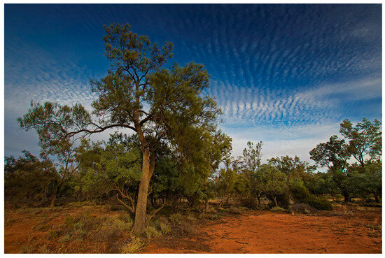 Reconnecting with Gaia to Understand Humanity’s Collective Trauma ...