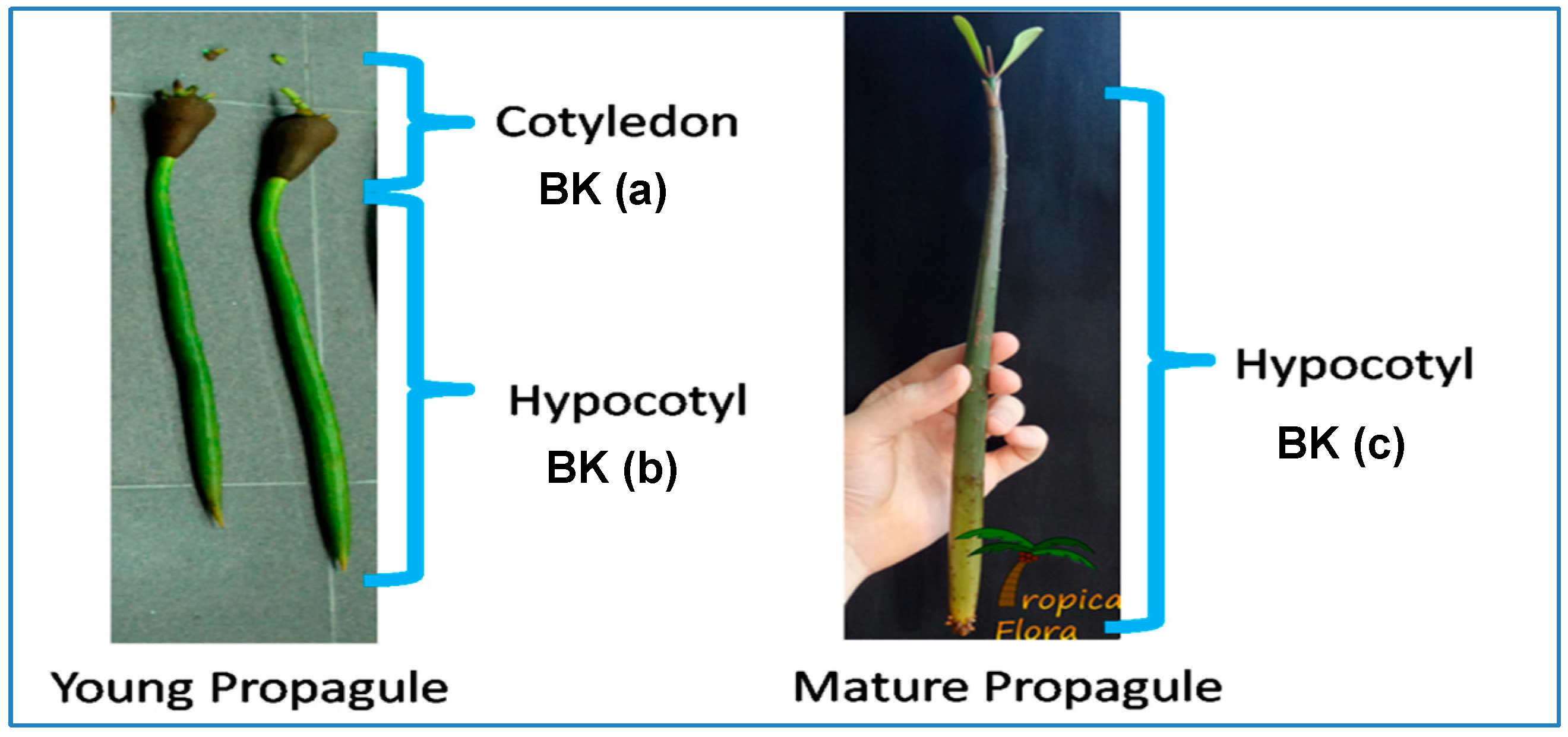 Phytochemicals from Rhizophora mucronata Propagules, Its In Vitro Anti ...