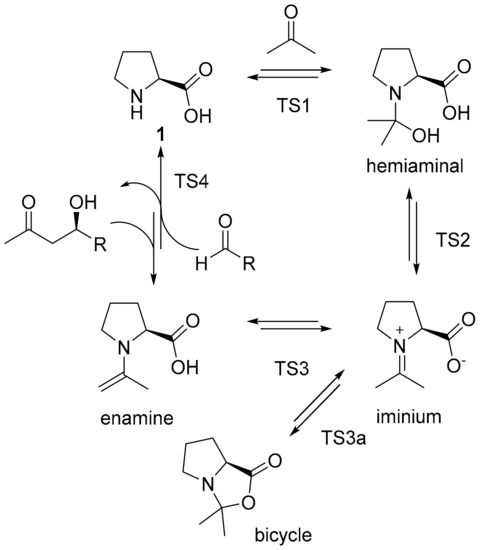 A Pathway for Aldol Additions Catalyzed by l-Hydroxyproline-Peptides ...