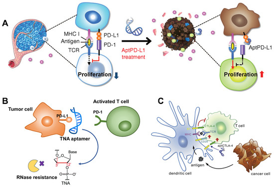 Aptamer-Based Immune Drug Systems (AptIDCs) Potentiating Cancer ...