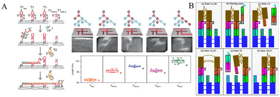 Recent Advances in Dynamic DNA Nanodevice