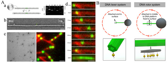 Recent Advances in Dynamic DNA Nanodevice