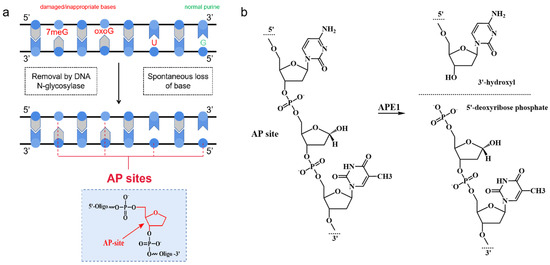 DNA Nanotechnology-Empowered Fluorescence Imaging of APE1 Activity