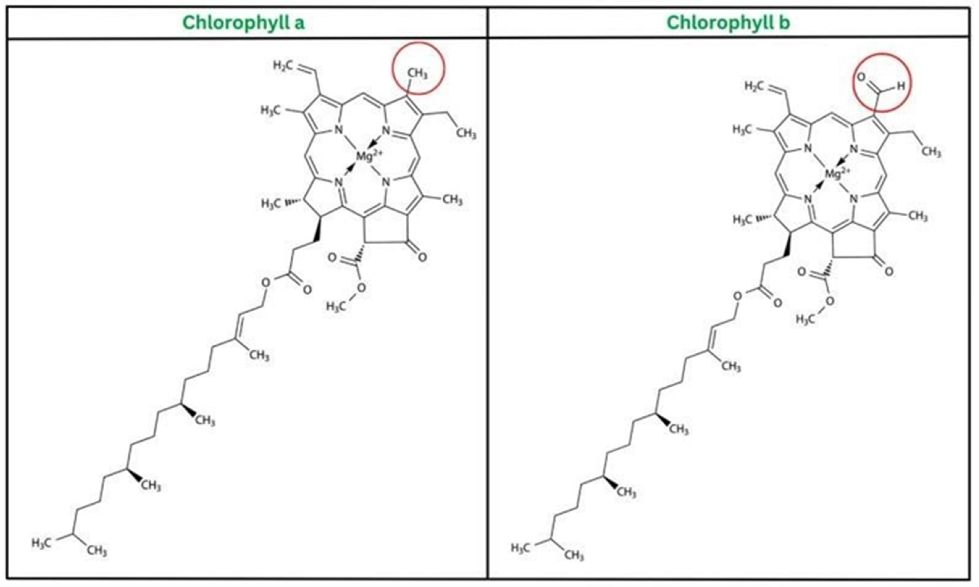 Dyes Are the Rainbow of Our Health