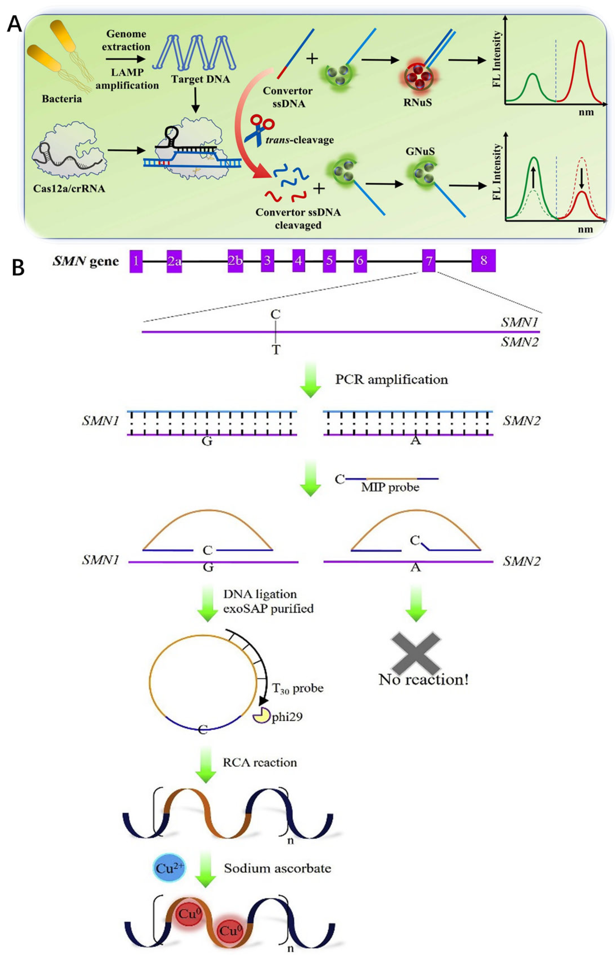 Recent Advances in the Preparation and Application of DNA-Encoded Metal ...