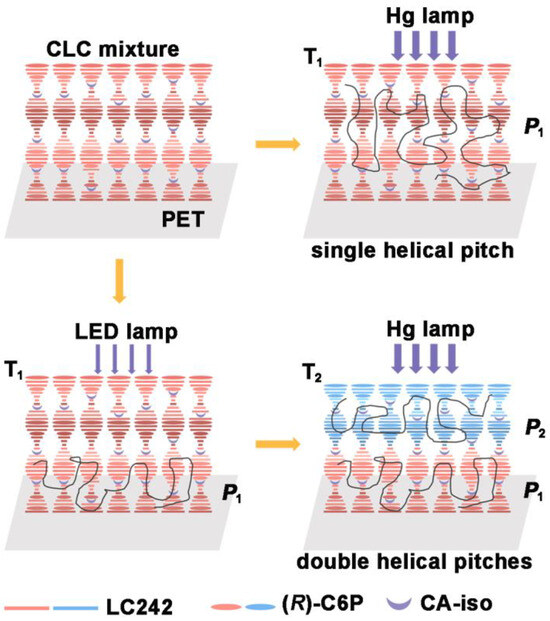Cholesteric Liquid Crystal Polymer Network Patterns with a Golden ...
