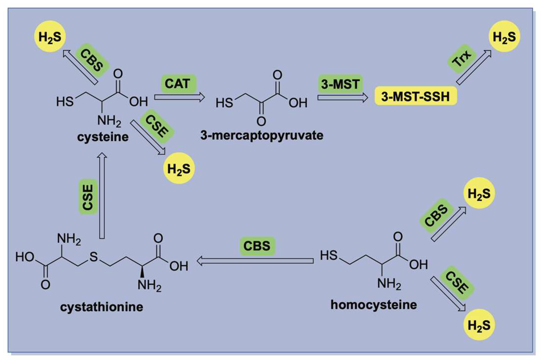 Self-Reporting H2S Donors: Integrating H2S Release with Real-Time Fluorescence Detection