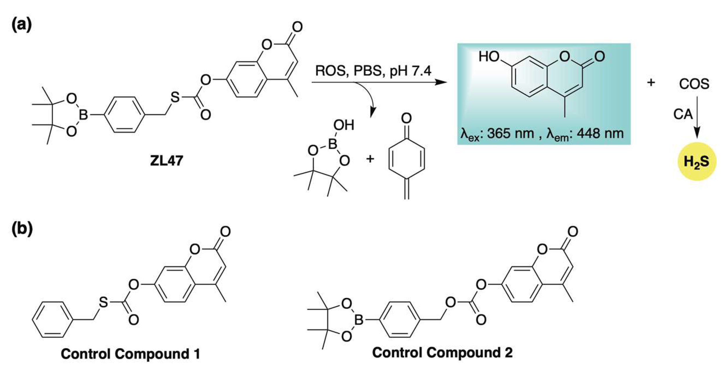 Self-Reporting H2S Donors: Integrating H2S Release with Real-Time Fluorescence Detection