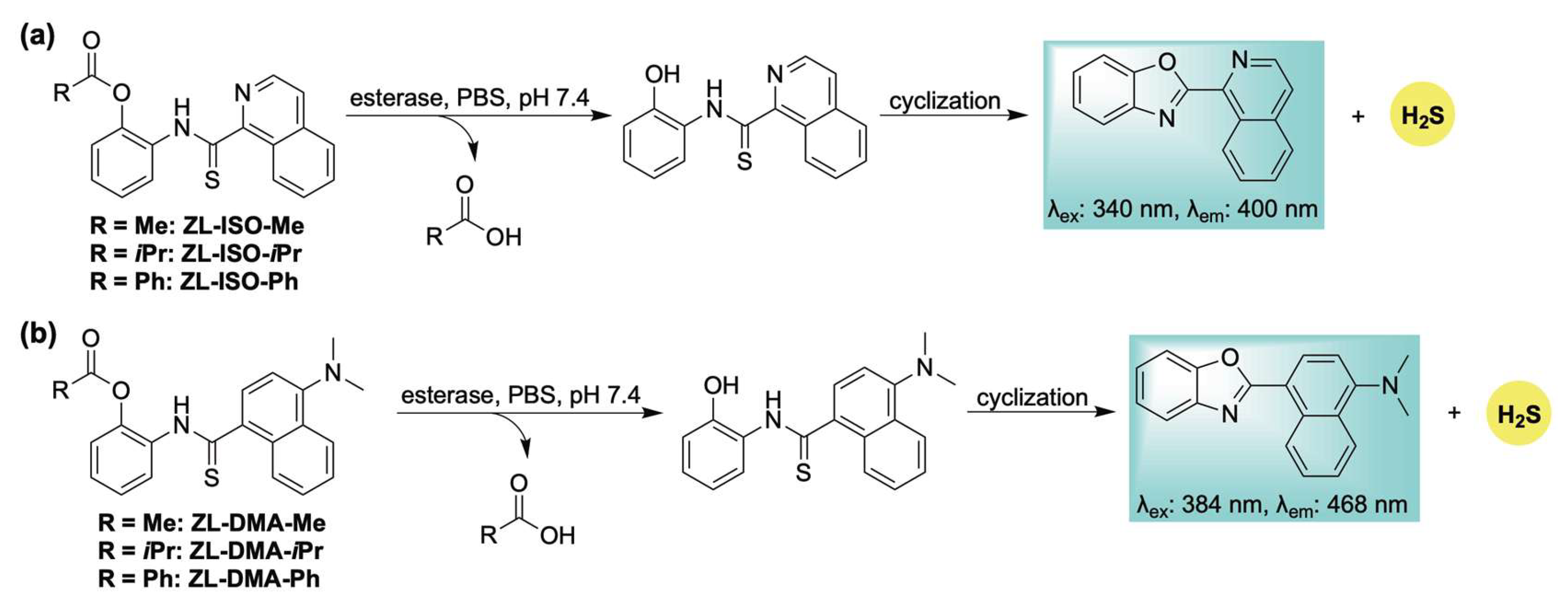 Self-Reporting H2S Donors: Integrating H2S Release with Real-Time Fluorescence Detection