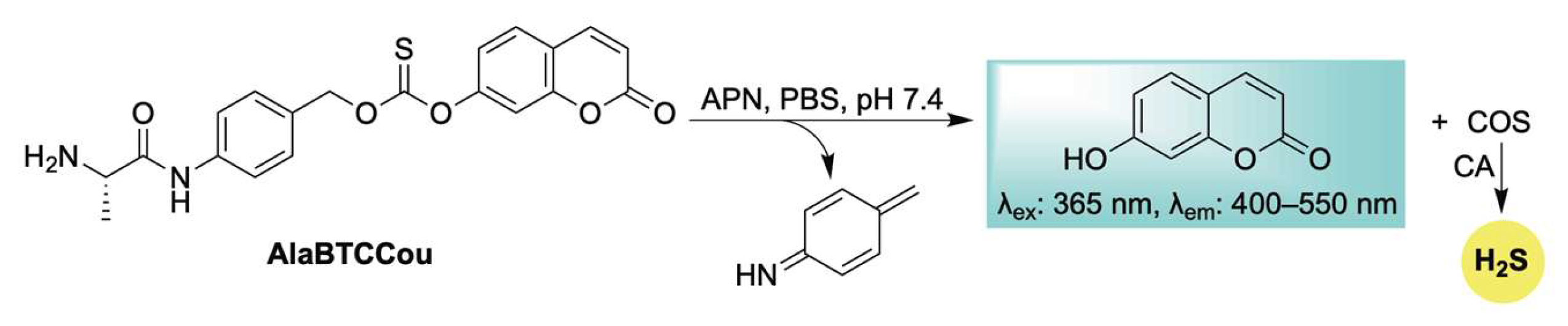 Self-Reporting H2S Donors: Integrating H2S Release with Real-Time Fluorescence Detection