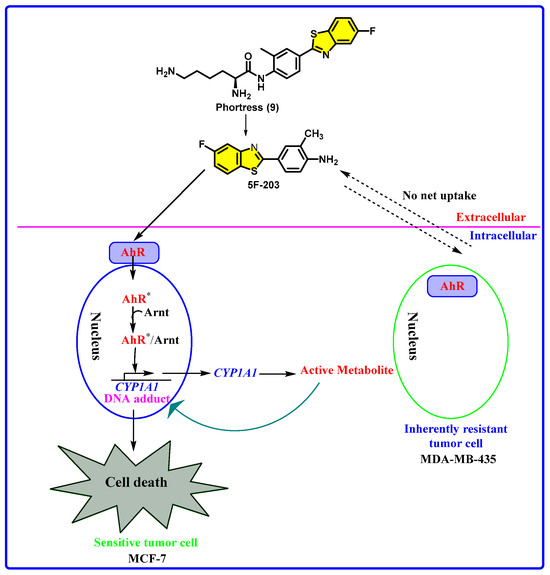 Benzothiazole-Based Therapeutics: FDA Insights and Clinical Advances