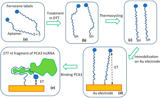 Chemosensors | Editor's choice