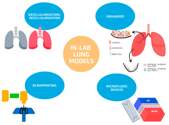 Alveolus Lung-on-a-Chip Platform: A Proposal