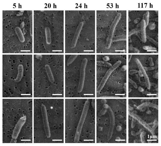 pH-Induced Modulation of Vibrio fischeri Population Life Cycle