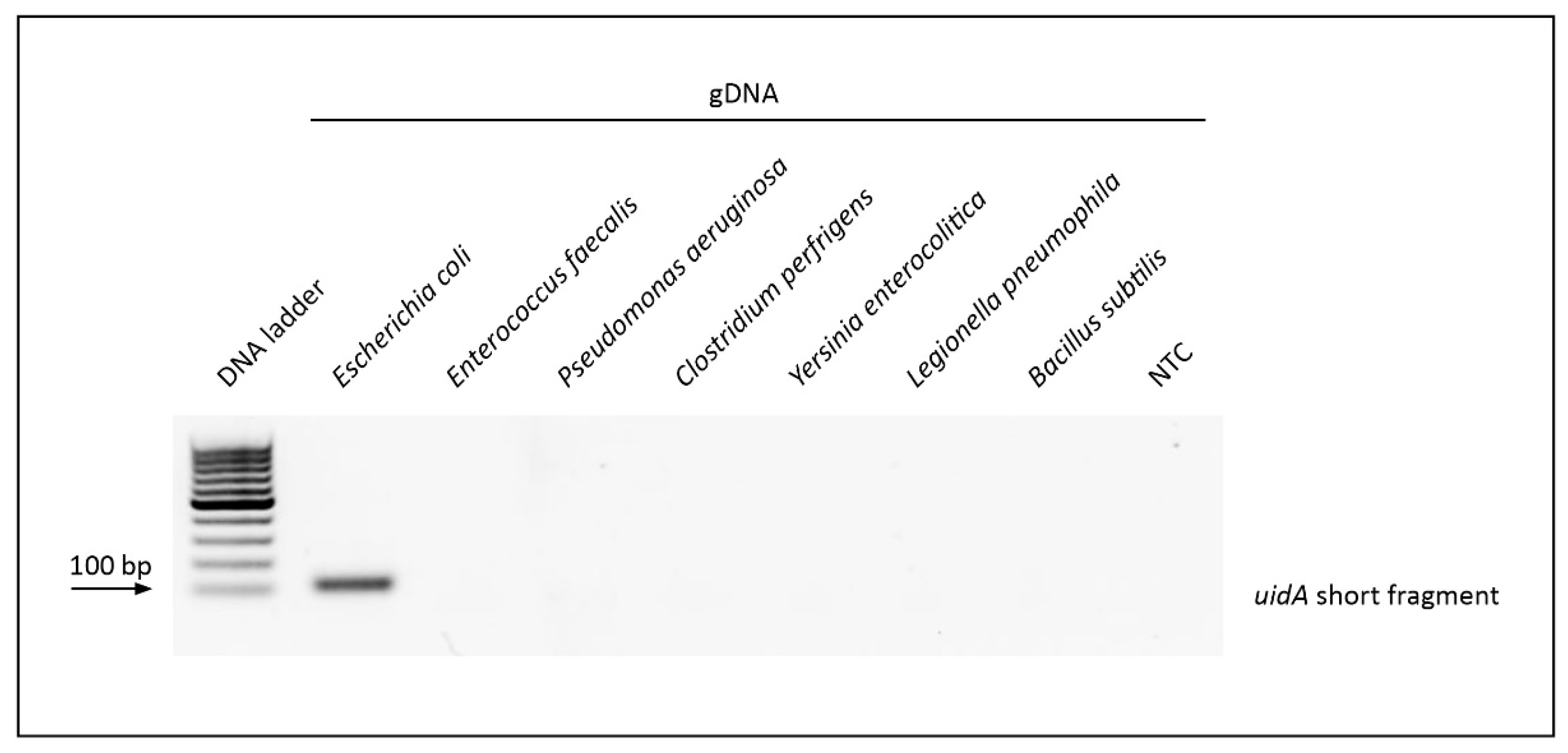 A Model System for Sensitive Detection of Viable E. coli Bacteria ...