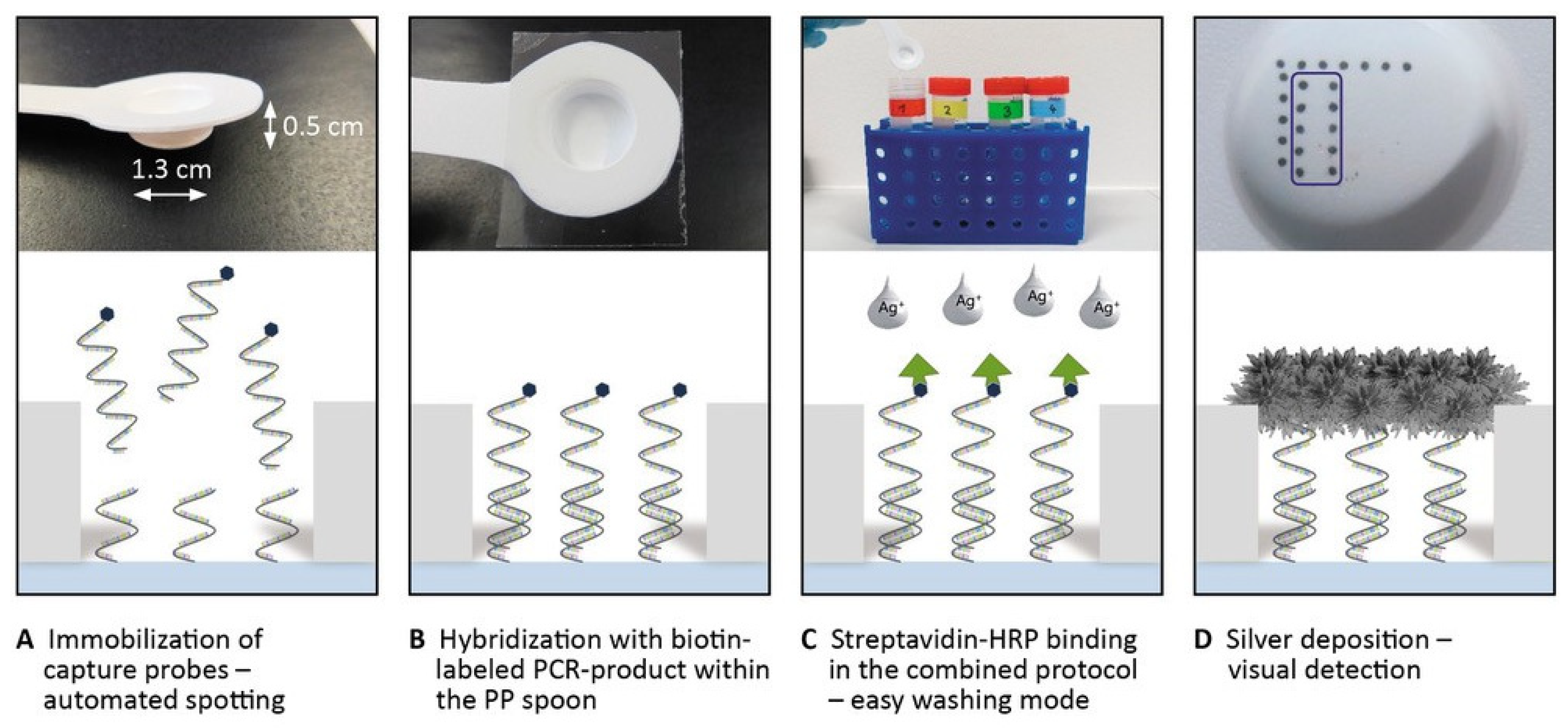 A Model System for Sensitive Detection of Viable E. coli Bacteria ...