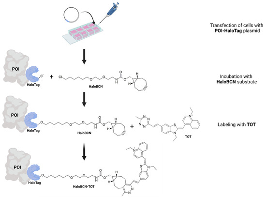 Chemosensors | January 2022 - Browse Articles