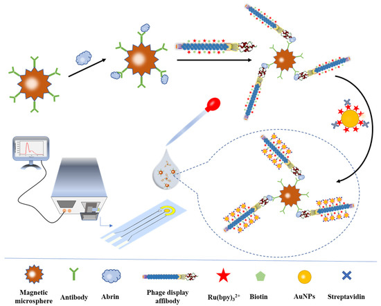 Phage Display Affibodies Combined with AuNPs@Ru(bpy)32+ for Ultra ...