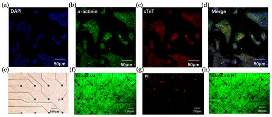 An In Vitro HL-1 Cardiomyocyte-Based Olfactory Biosensor for Olfr558 ...