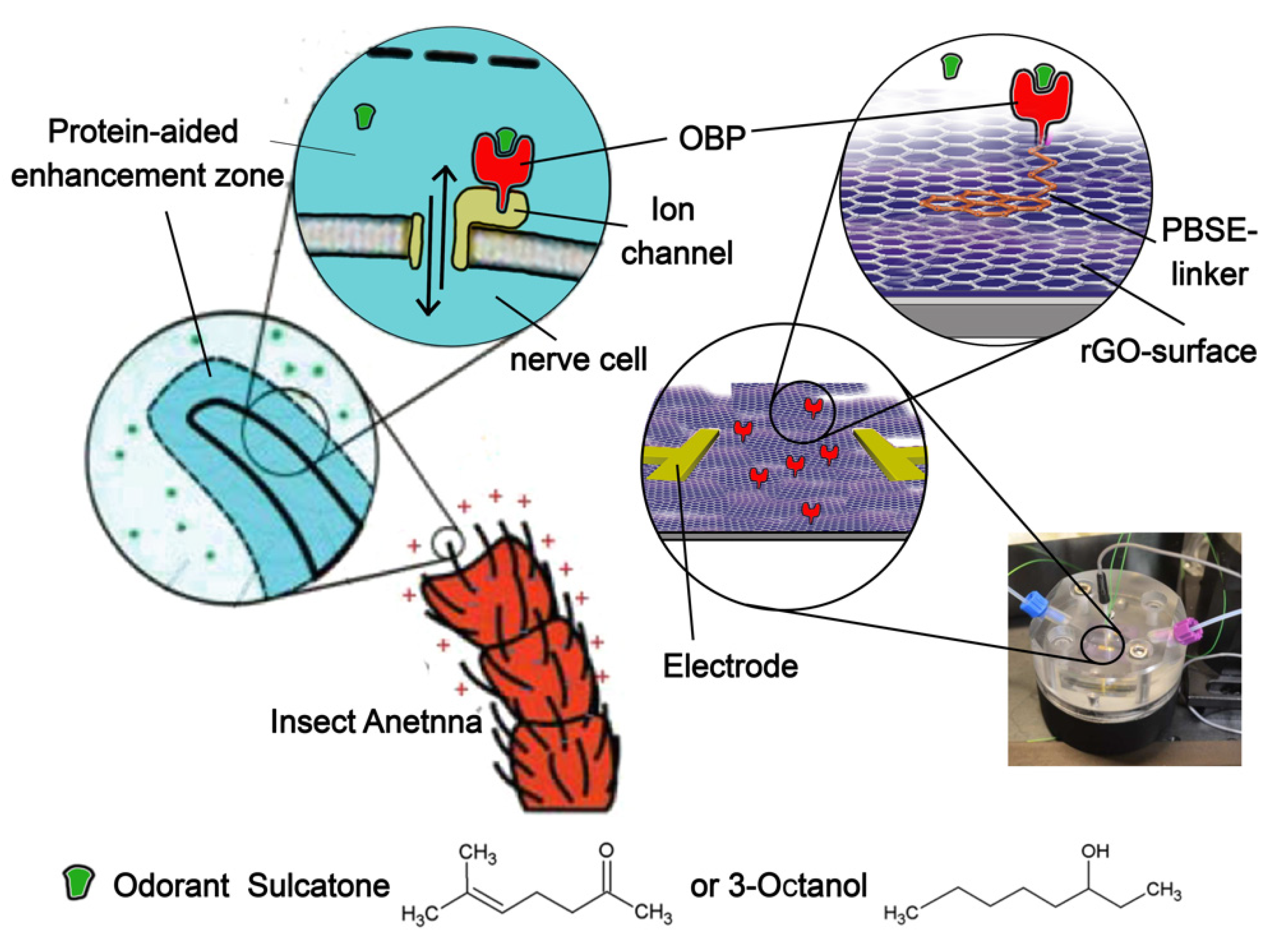 Kinetics of Odorant Recognition with a Graphene-Based Olfactory ...