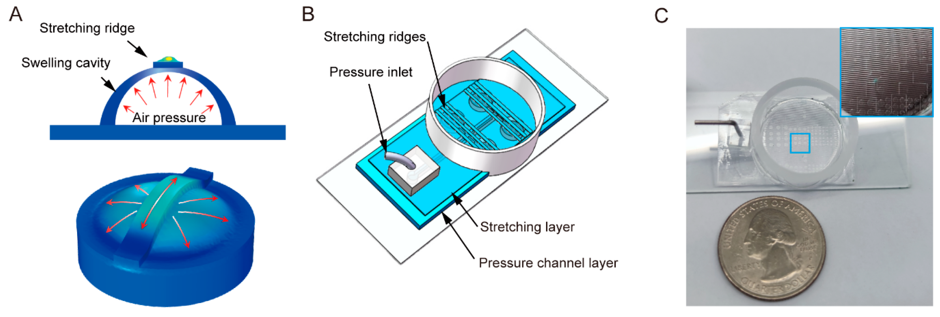 Cell Stretch Chamber at Carrie Booker blog