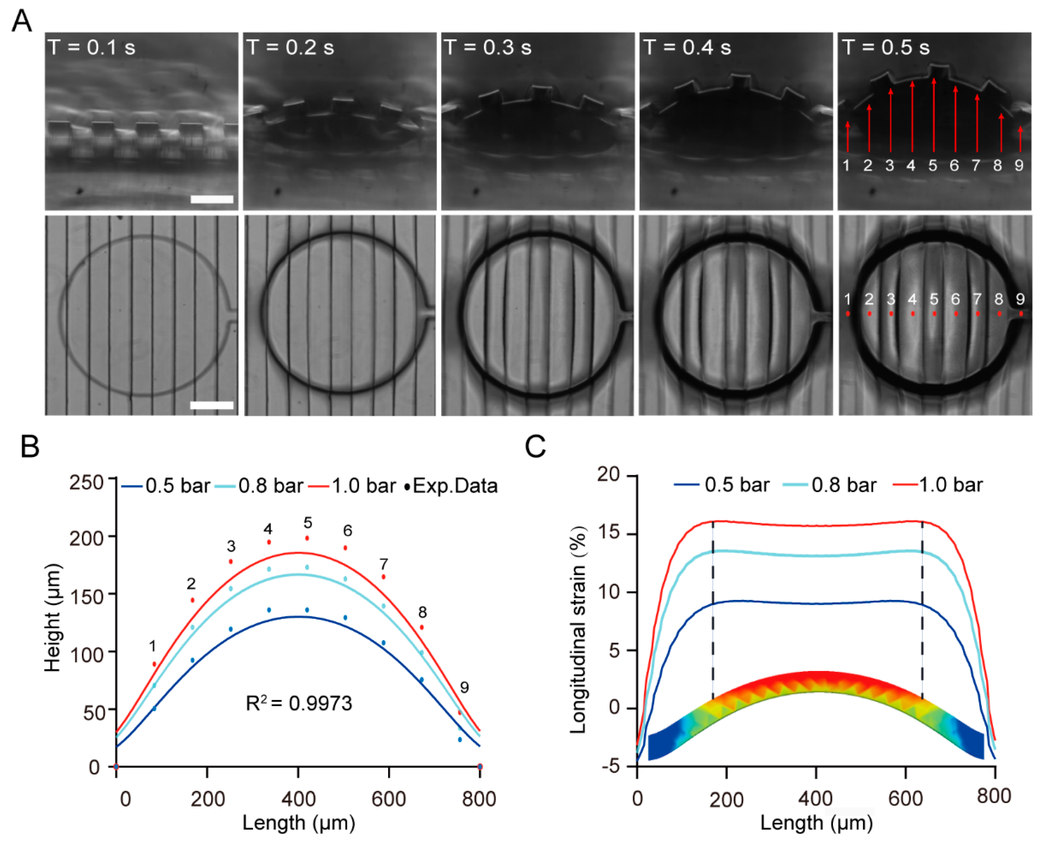 Pneumatic Cell Stretching Chip to Generate Uniaxial Strain Using an ...