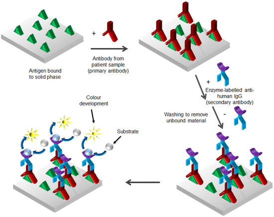 Optical Immunoassays Methods in Protein Analysis: An Overview