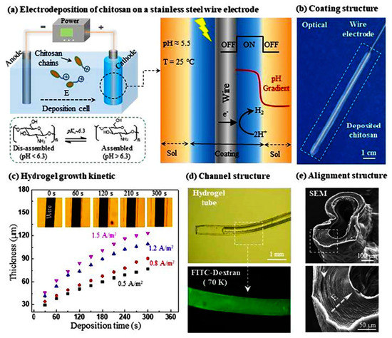 Recent Advances in Chitosan-Based Hydrogels for Flexible Wearable Sensors