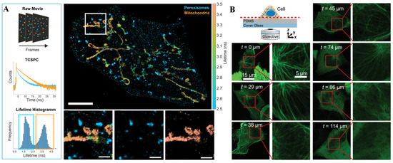Optical Technologies for Single-Cell Analysis on Microchips