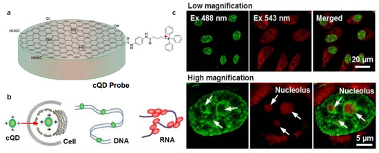 Recent Advance in Nucleus-Targeted Fluorescent Probes for Bioimaging ...