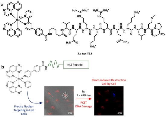 Recent Advance in Nucleus-Targeted Fluorescent Probes for Bioimaging ...