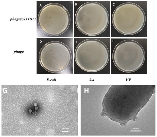 A Paper-Chip-Based Phage Biosensor Combined with a Smartphone Platform ...
