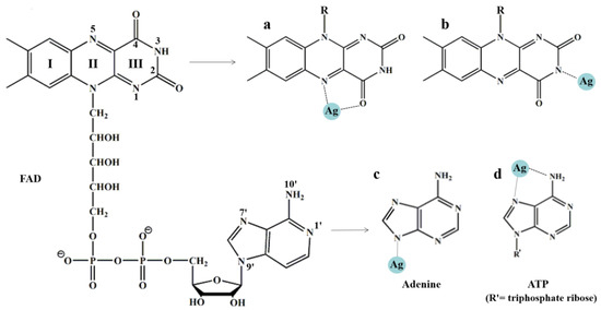 Surface-Enhanced Raman Spectroscopic Analysis of Flavoenzyme Cofactors ...