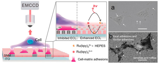 Recent Advances in Electrochemiluminescence-Based Single-Cell Analysis