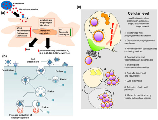 Methods and Analysis of Biological Contaminants in the Biomanufacturing ...