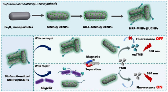 A Novel Nanoplatform Based on Biofunctionalized MNPs@UCNPs for ...