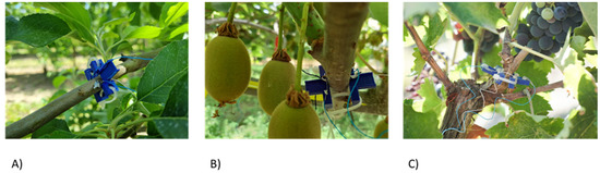Application of the OECT-Based In Vivo Biosensor Bioristor in Fruit Tree ...