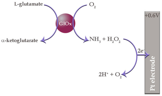 L-Glutamate Biosensor for In Vitro Investigations: Application in Brain ...