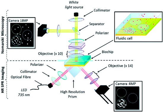 Chemosensors | Free Full-Text | Optical Immunosensors for Bacteria Detection in Food Matrices