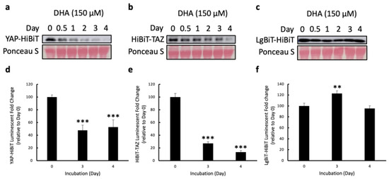 Development of a New HiBiT Biosensor Monitoring Stability of YAP/TAZ ...