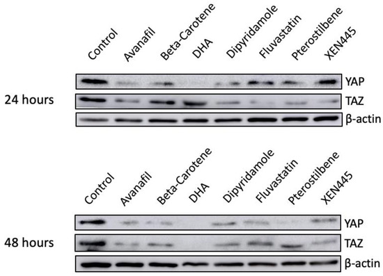 Development of a New HiBiT Biosensor Monitoring Stability of YAP/TAZ ...