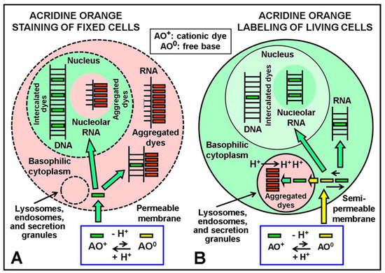 Updating Ortho- and Metachromatic Acridine Orange Fluorescence in Cytochemical Chromosome ...
